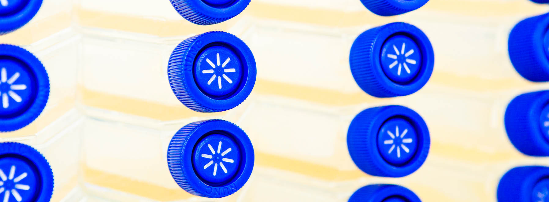 Imprint & Data Privacy - Transient Transfection